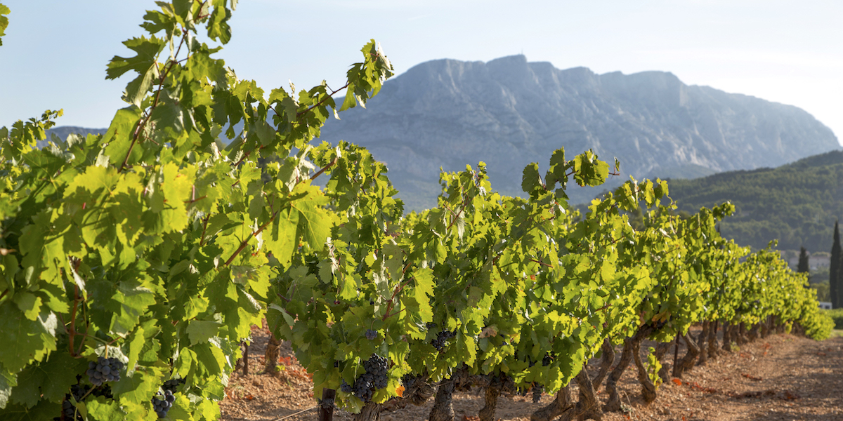 The vineyards of Aix en Provence and Aix region • Aix en Provence ...