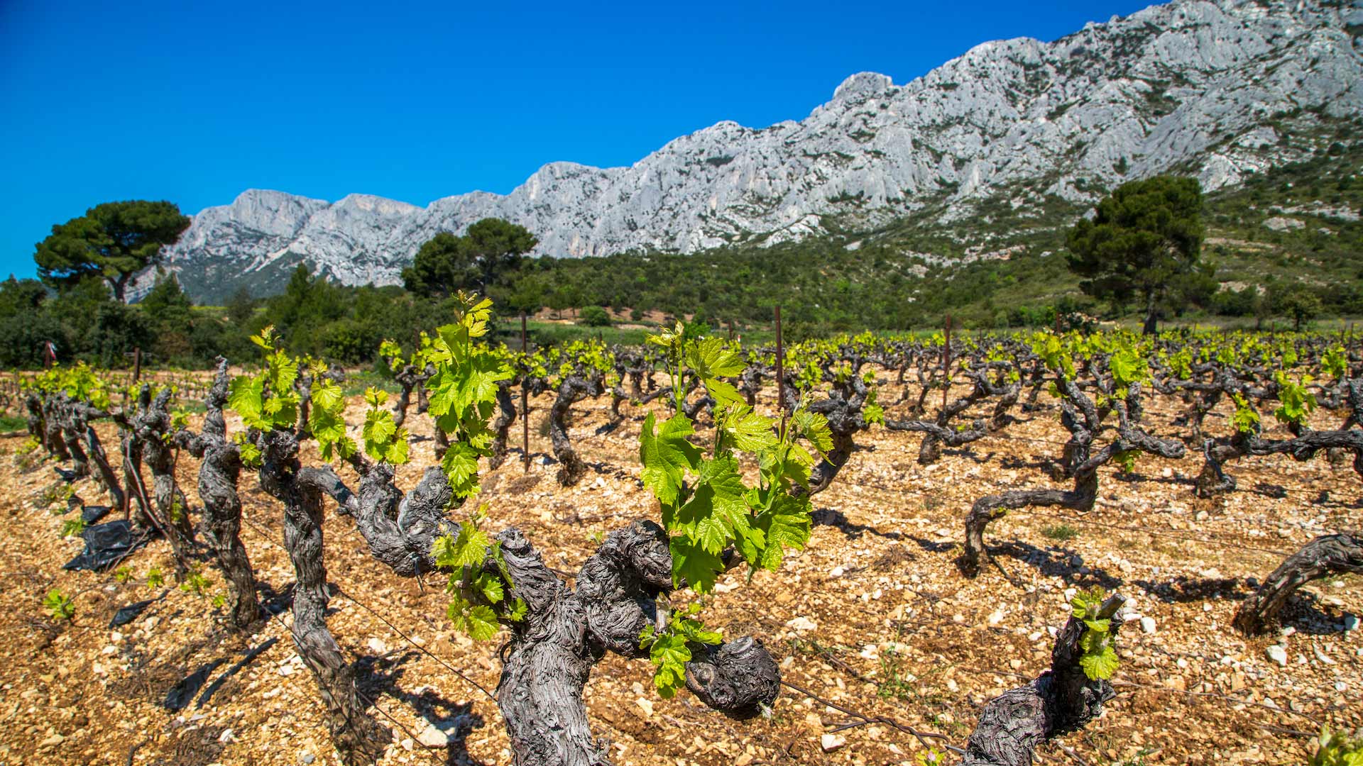 Des vignes sur les terres de Cezanne • Aix en Provence - Office de Tourisme